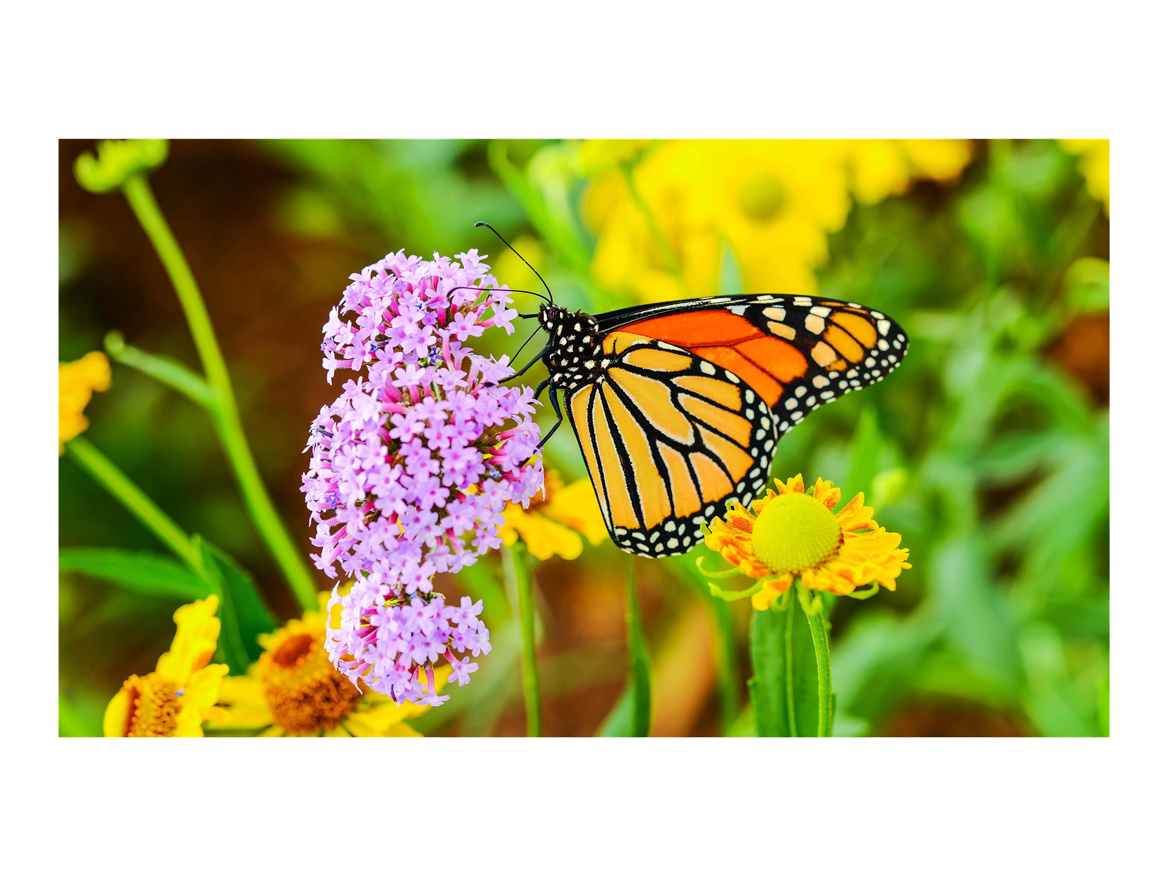 Sharp NEC 55" UN552S Full HD LED-LCD Ultra-Narrow Bezel Display (UN552S)